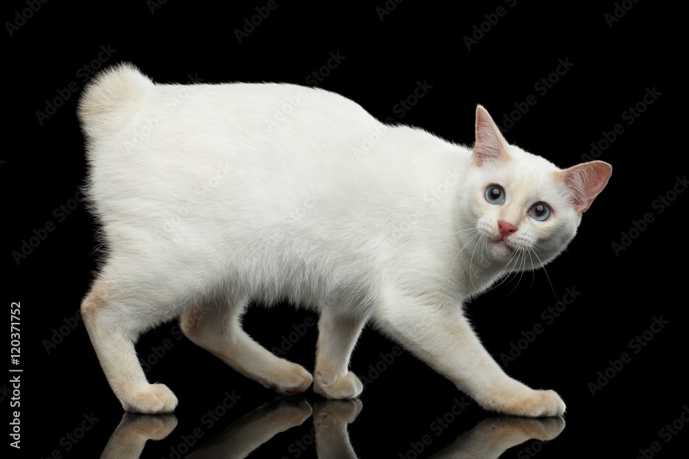 Afraid Cat of Breed Mekong Bobtail without tail, Walking and Looking up ...