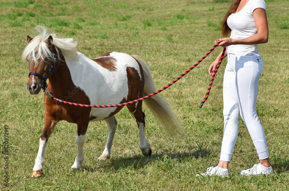 Pony horse in training Stock Photo | Adobe Stock