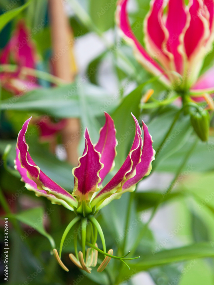 Flowering Gloriosa superba ( Rothschildiana ), also known as the Glory ...