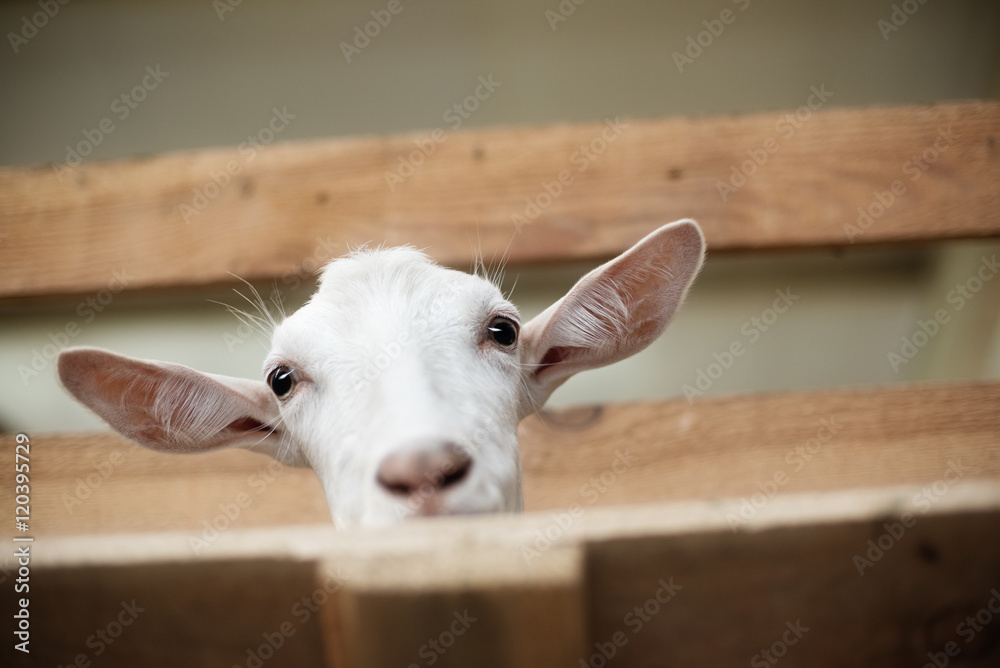 Goat in the paddock Stock Photo | Adobe Stock