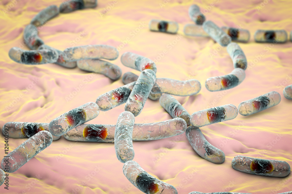 Bacillus cereus, gram-positive spore-producing bacteria arranged in ...