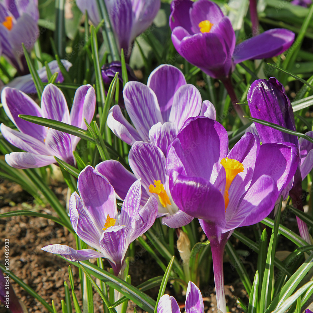 Crocus violets Stock Photo | Adobe Stock