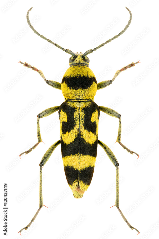 Cerambycidae Longhorned Beetles