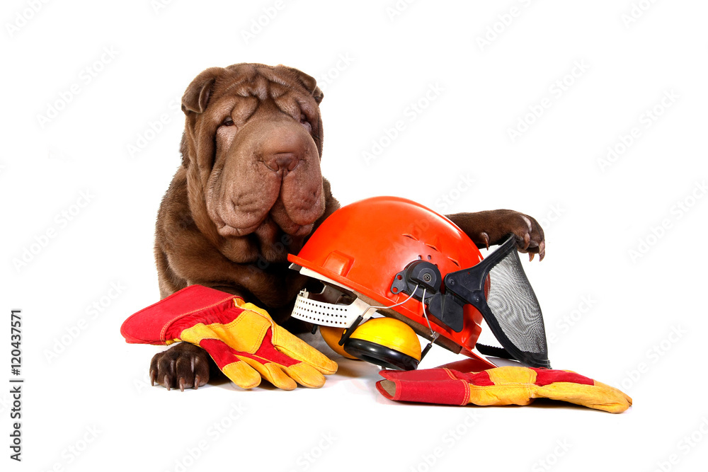 Sharpei dog with hard hat and gloves on white background Stock Photo ...