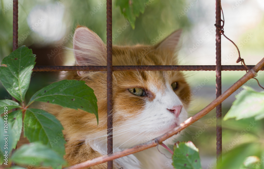 Sad cat in the cage Stock Photo | Adobe Stock