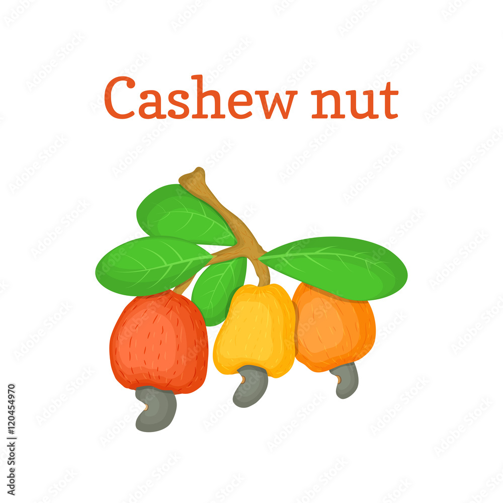 Vector illustration of a cashew nut. Branch cashew nut tree with three ...