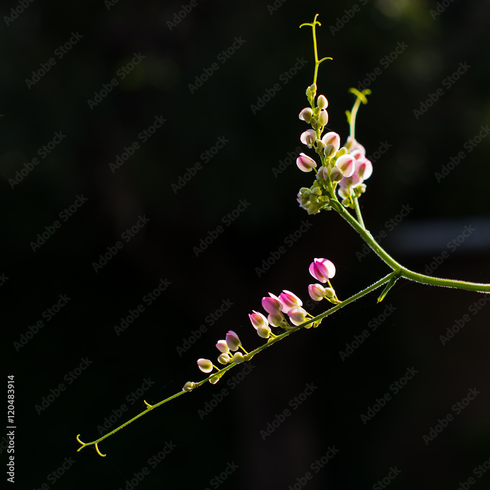 Confederate vine, Coral vine, Mexican coral vine, Mexican creeper ...