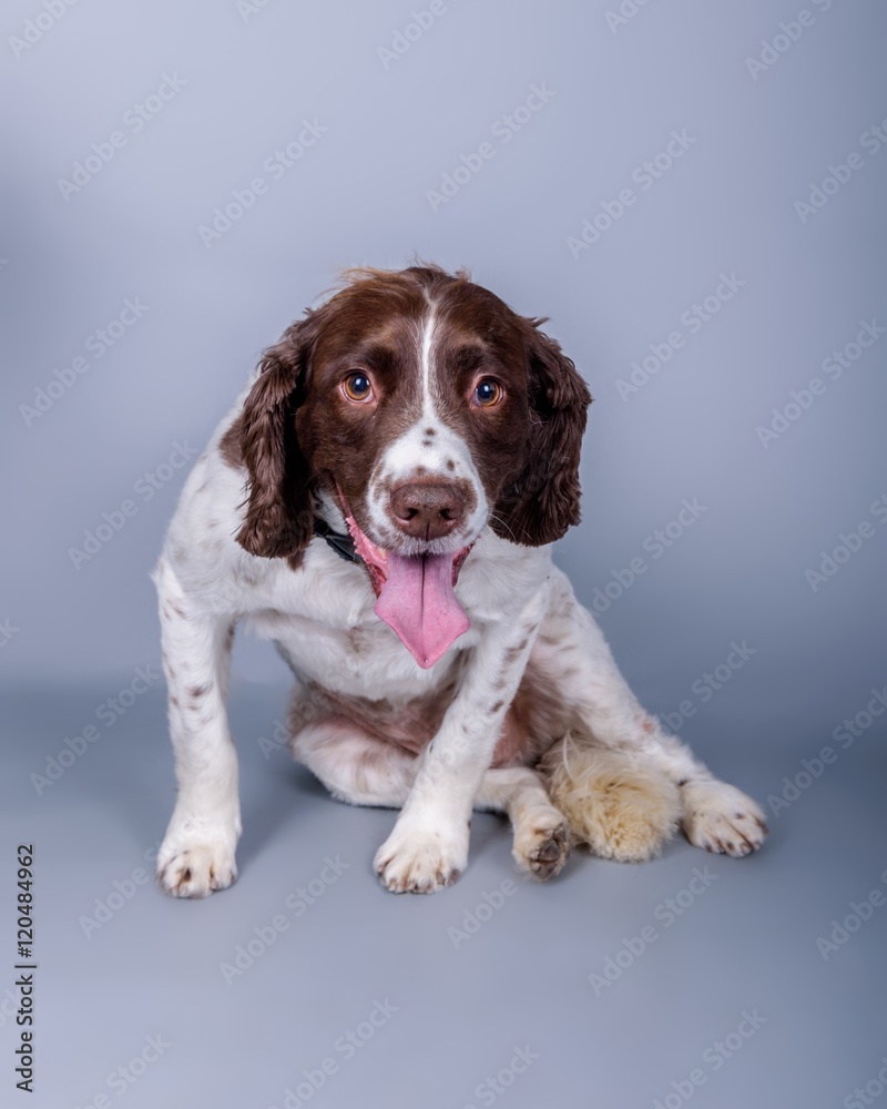 Dog on background. taken in a studio. Stock Photo | Adobe Stock