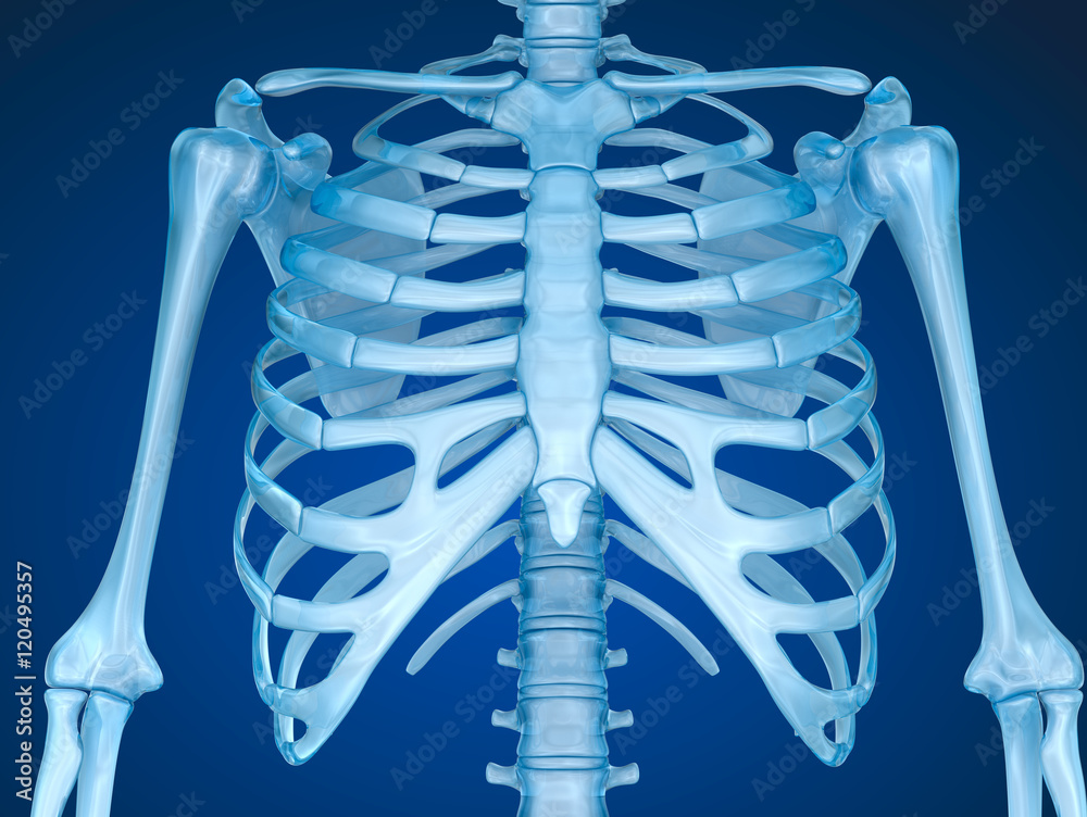 Human skeleton: breast chest. Front view. Medically accurate 3D ...