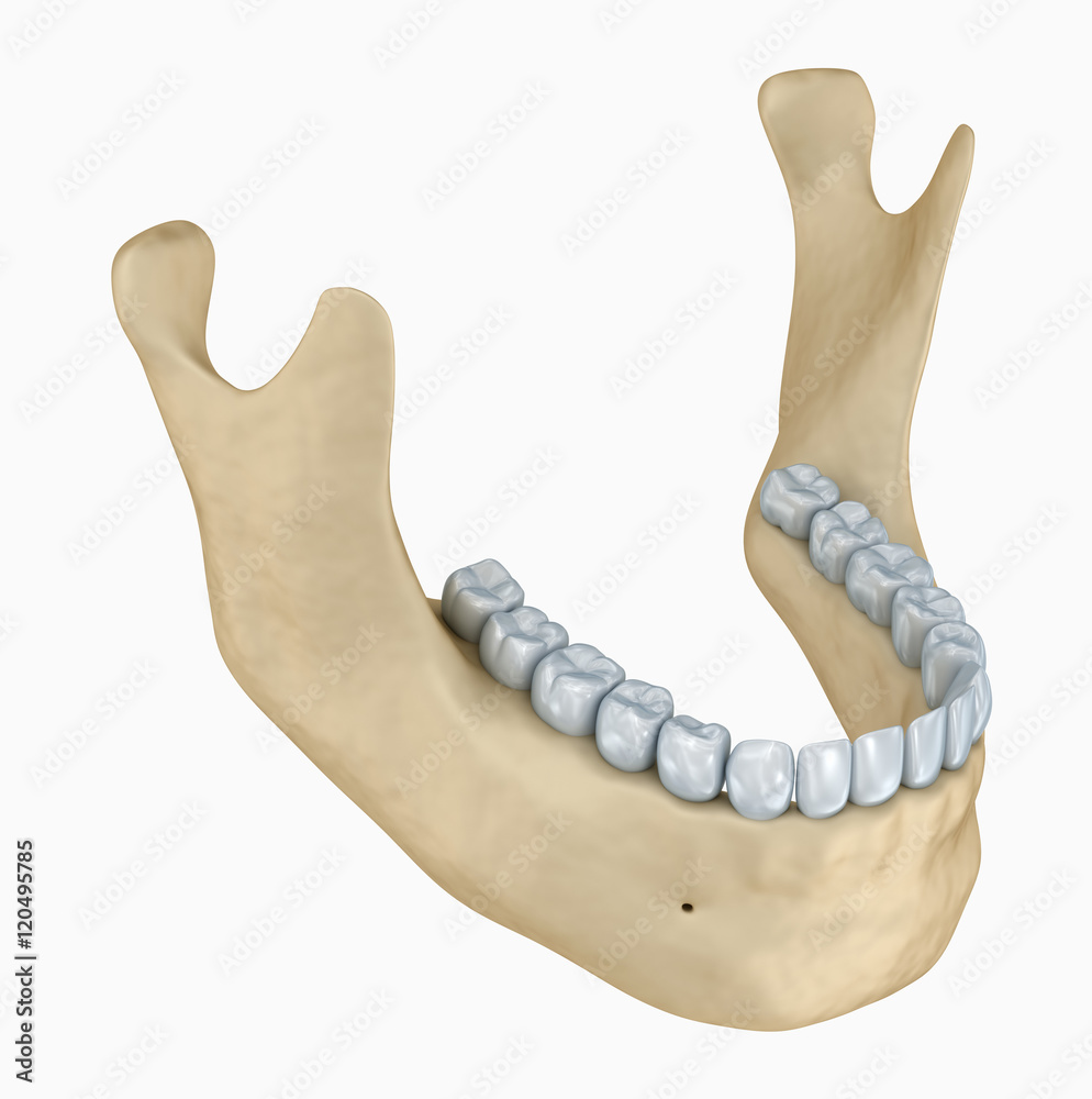 Lower jaw skeleton and teeth anatomy. Medical accurate 3D illustration ...