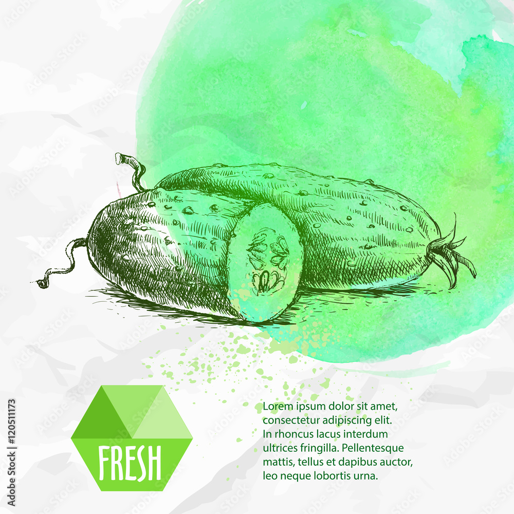 Hand drawn fresh sliced cucumbers. Vintage sketch style organic eco ...