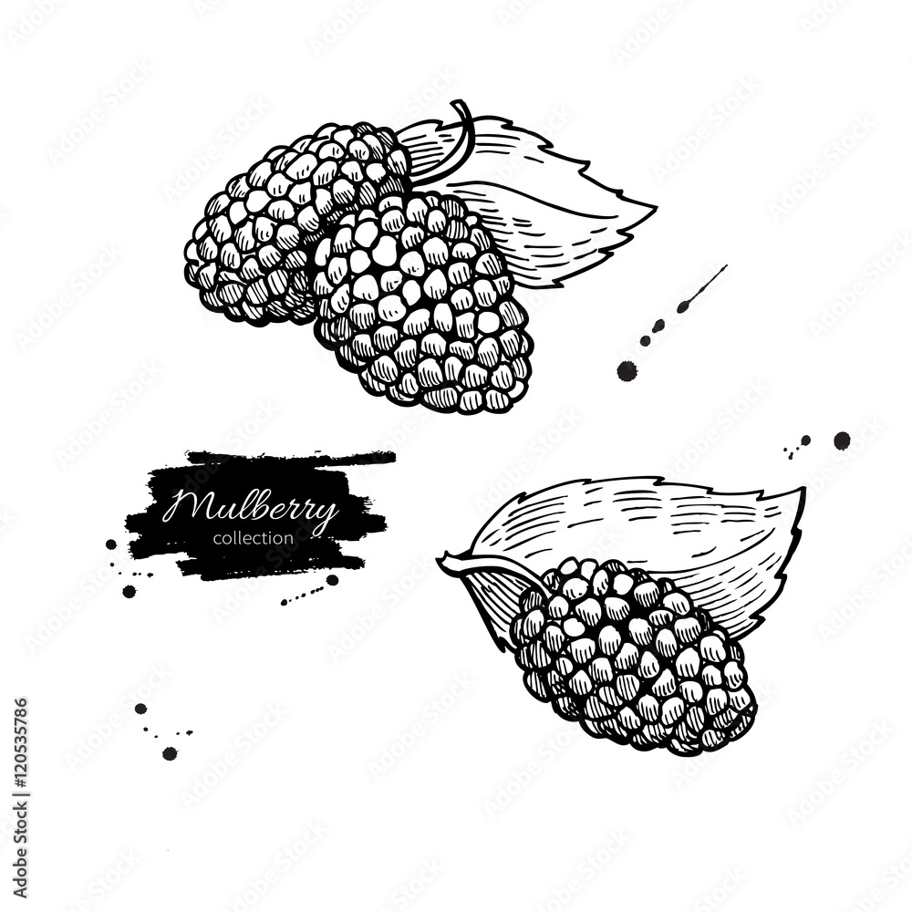 Mulberry vector superfood drawing set. Isolated hand drawn illu Stock ...