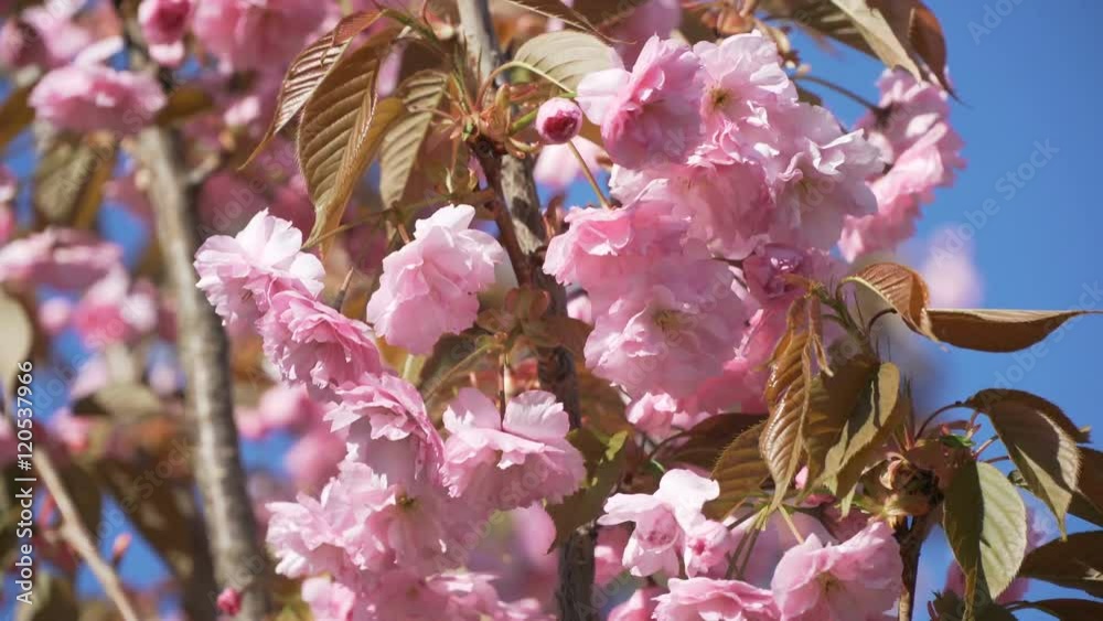 Cherry or sakura tree blossom close up. Branch with pink flowers and ...