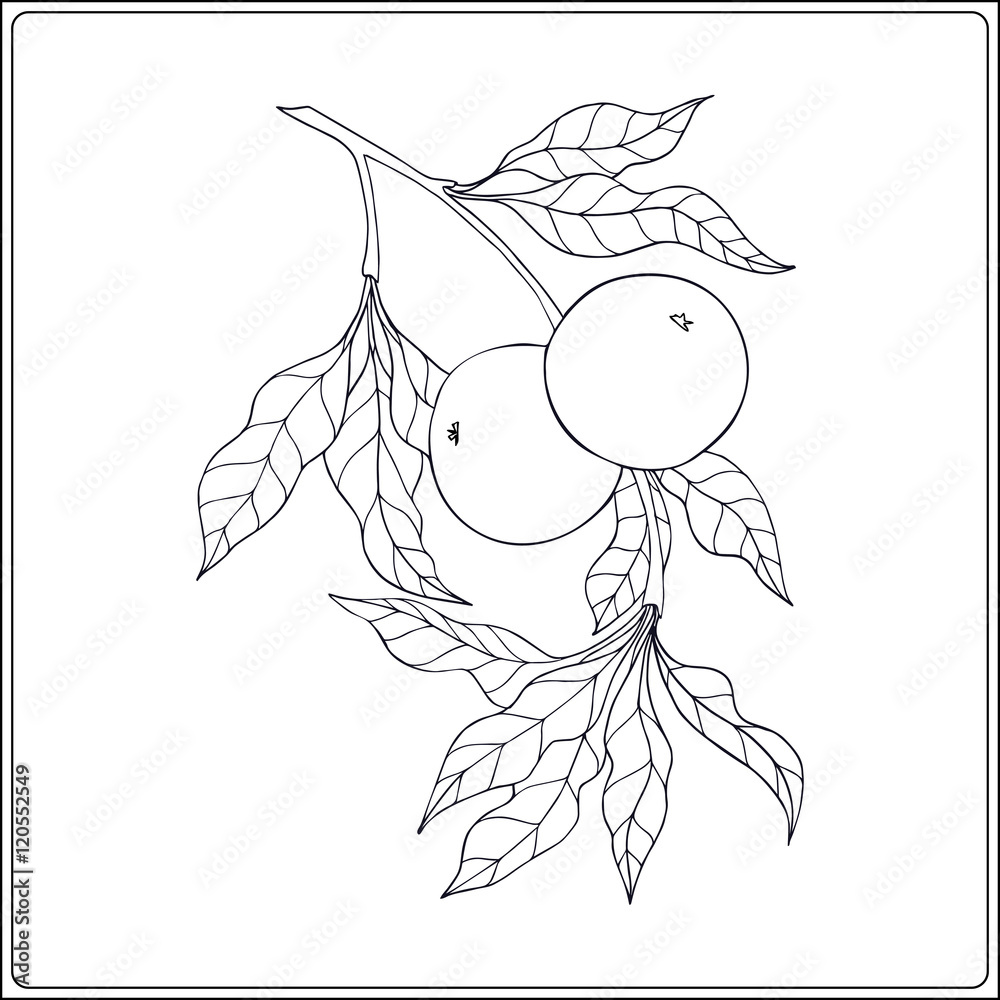 Apple Tree Outline Drawing