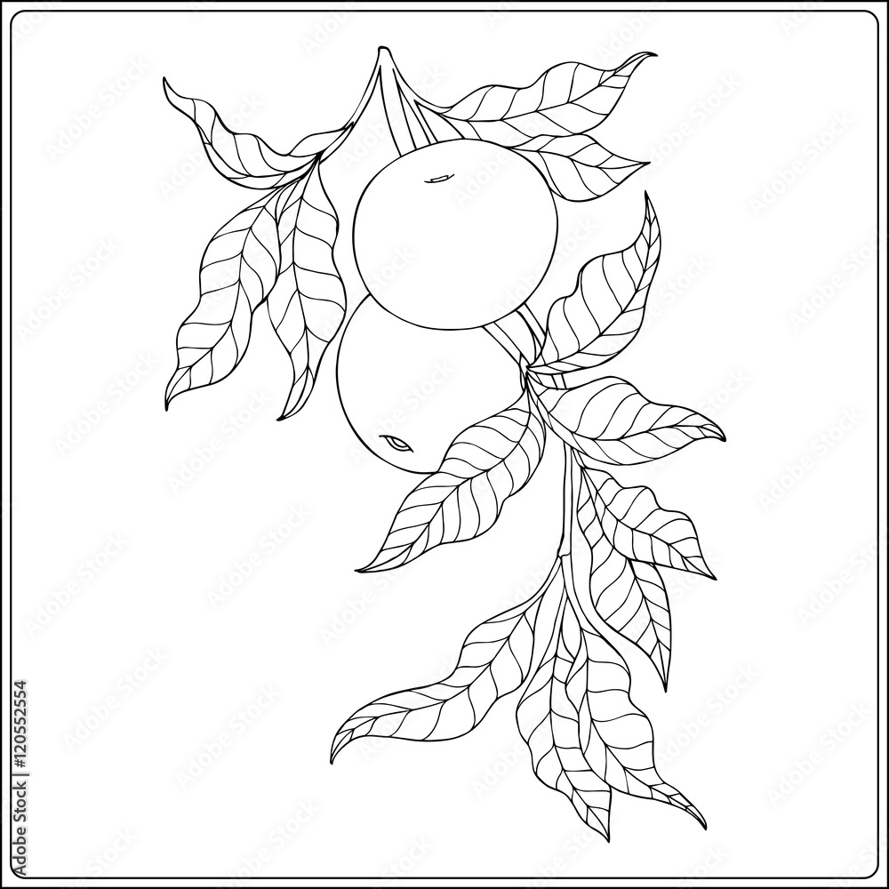 Vintage decorative apple tree. Outline drawing/ Vector illustration ...