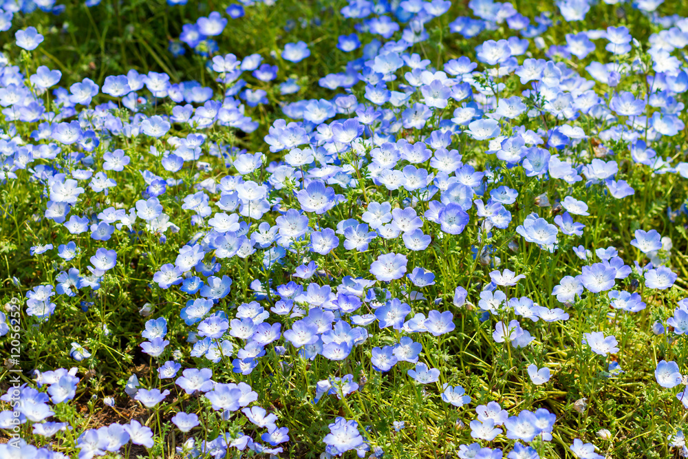 Field of Nemophila, or baby blue eyes (Nemophila menziesii, California ...