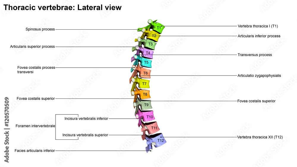 Thoracic Vertebrae_Lateral view Stock Photo | Adobe Stock