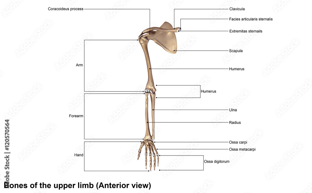 Bones of the upper limb (Anterior view) Stock Illustration | Adobe Stock