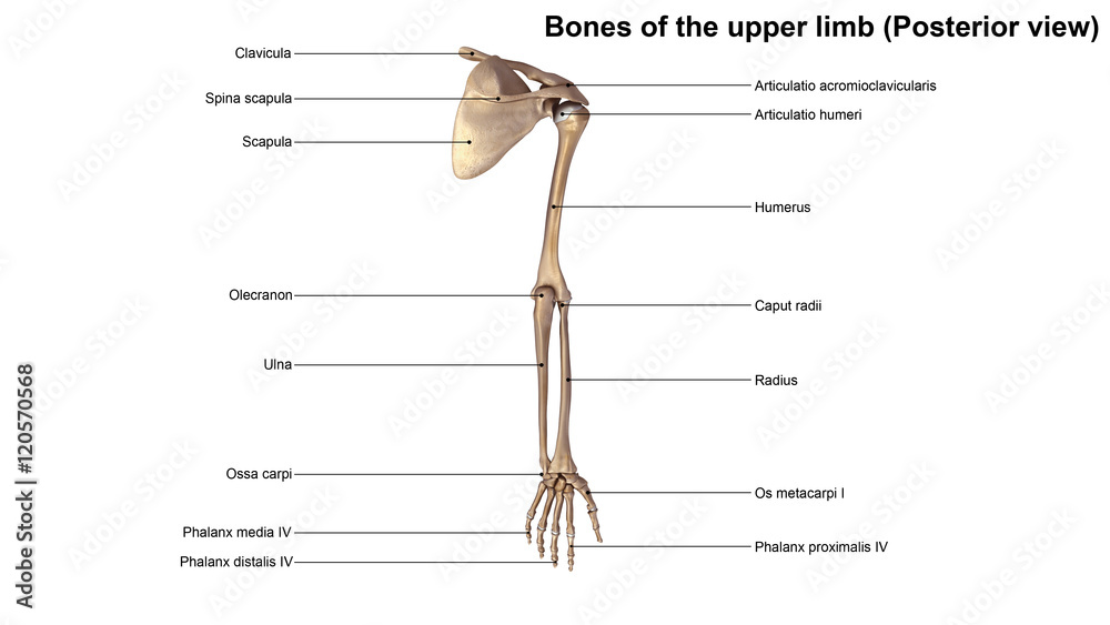Poster Bones of the upper limb (Posterior view) – Zidna Slika | Europosteri