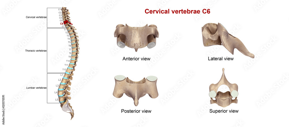 Cervical vertebrae C6 Stock Illustration | Adobe Stock