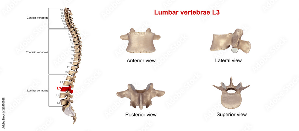 Lumbar vertebrae L3 Stock Illustration | Adobe Stock