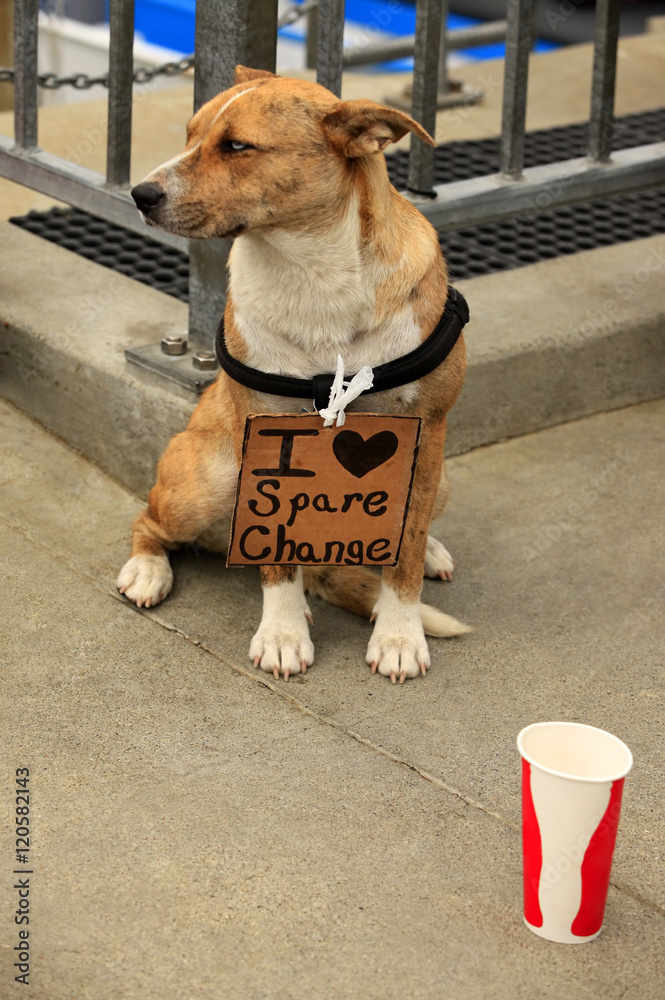 beggar dog Stock Photo | Adobe Stock