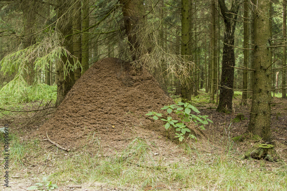 Myrstack av röd skogsmyra Stock Photo | Adobe Stock