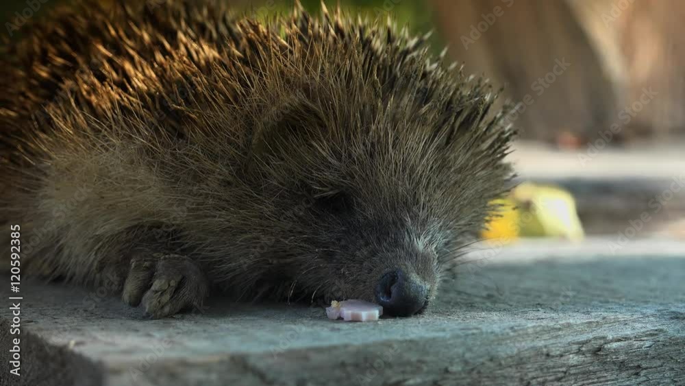 Sweet hedgehog in nature.European Hedgehog (Erinaceus europaeus ...