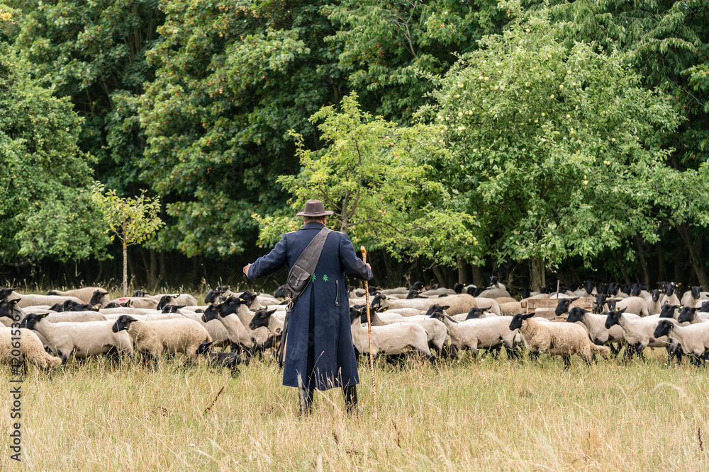 Shepherd leading his flock of sheep with hand gesture to a new m Stock ...