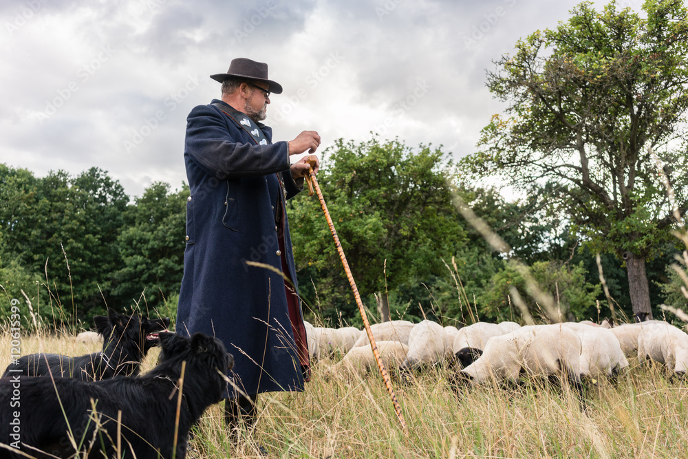 Shepherd and his dog watching the flock of sheep Stock Photo | Adobe Stock