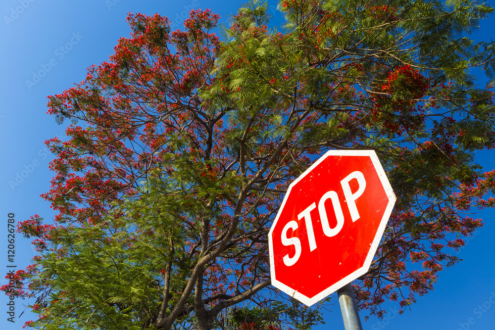 South Africa, Swaziland. Red flowers of Acacia Tree and a stop sign ...