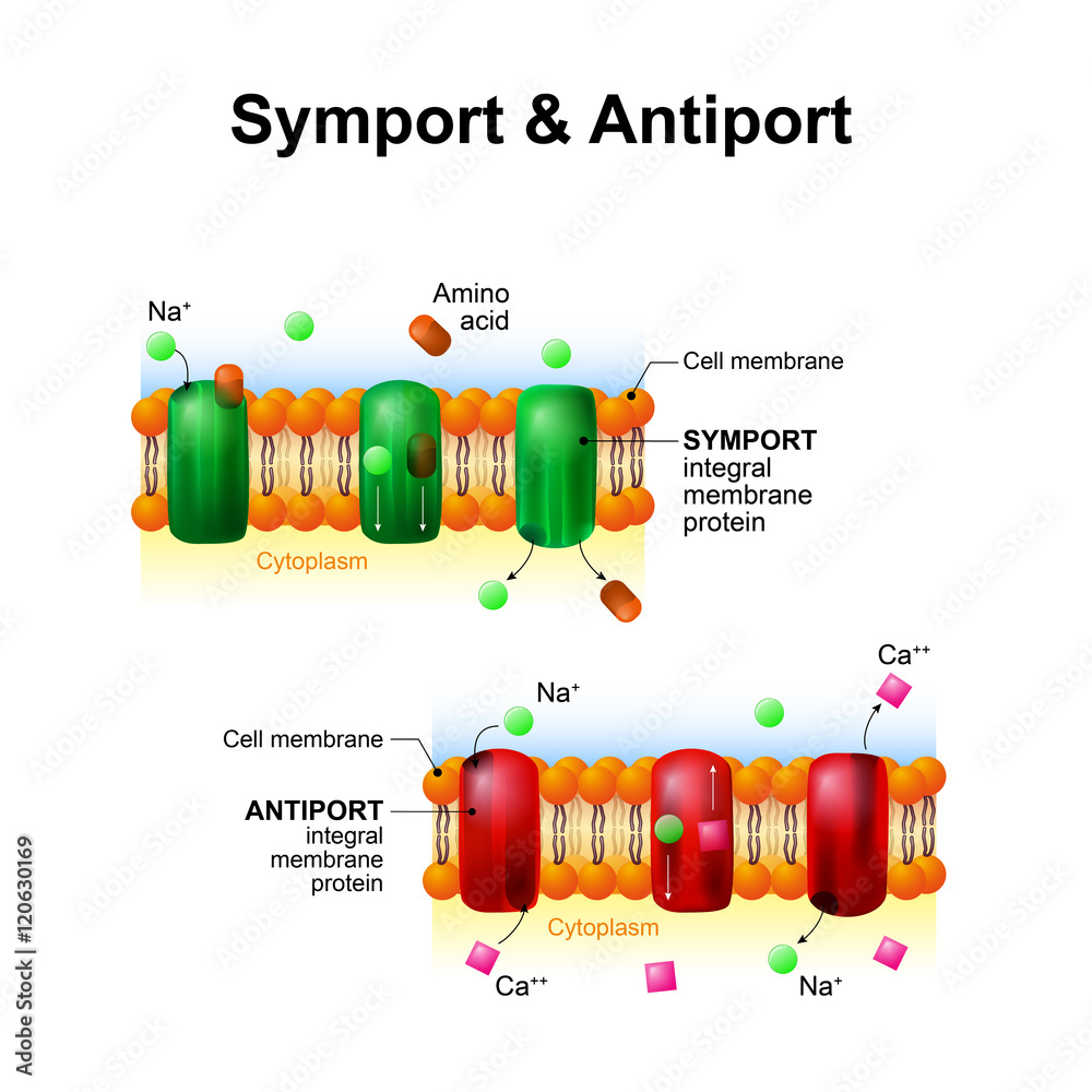 Symport and antiport. cell membrane transport systems Stock ...