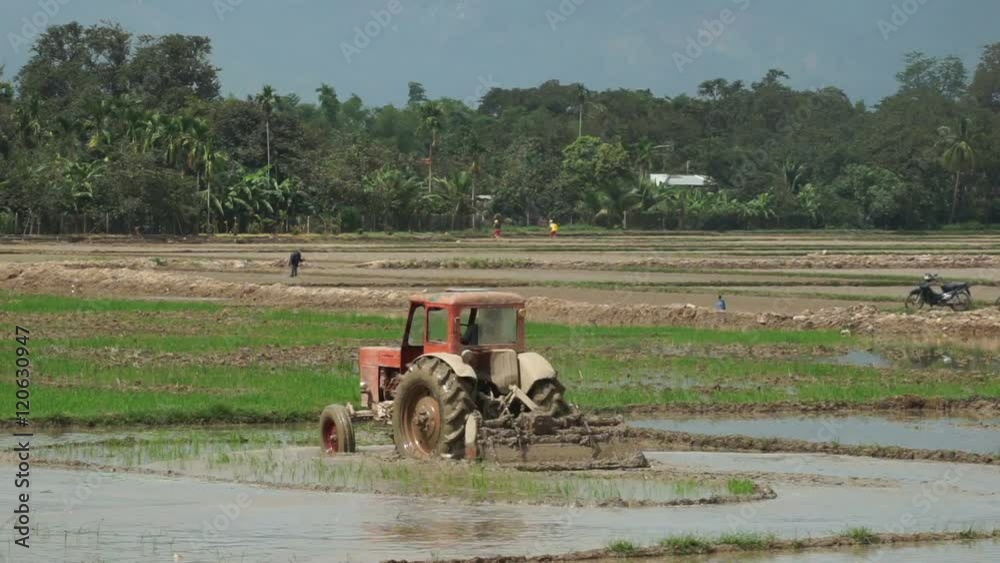 Tractor is leveling a ground with water on the agricultural land of ...
