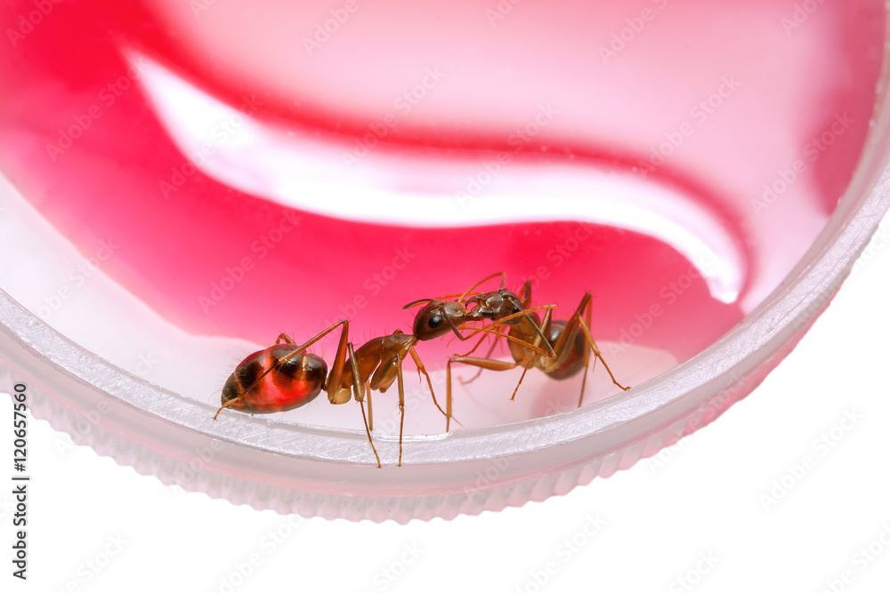 Ants eating syrup, on white background Stock Photo | Adobe Stock