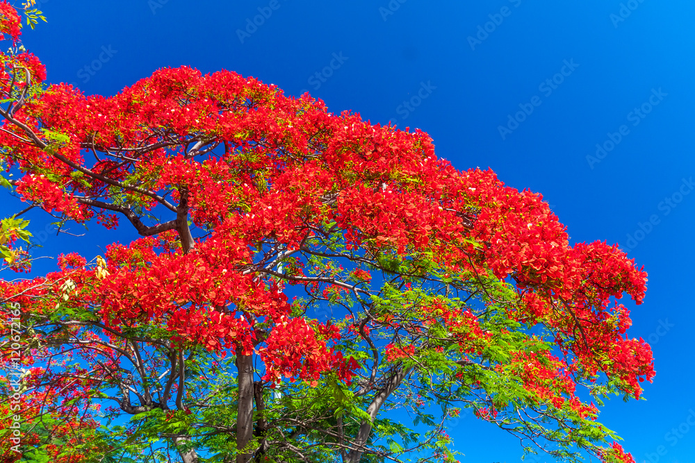 Foto de Flamboyant Flamboyant à l'île de la Réunion do Stock | Adobe Stock