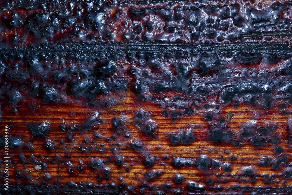 Foto de Resin, miera, sap. Cluster pine use of resin. Pinus pinaster ...