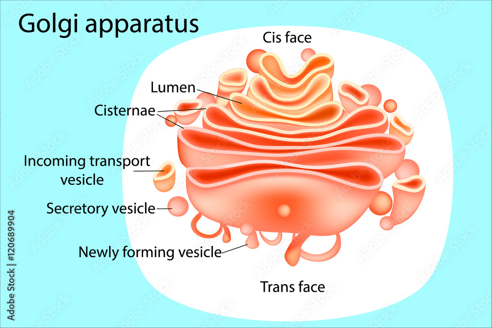 Golgi apparatus. Diagram. Vector Stock Vector | Adobe Stock