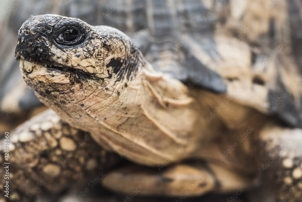 Radiated tortoise (Astrochelys radiata), Madagascar Central Highlands ...