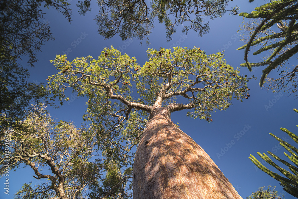 Baobab tree in Spiny Forest, Parc Mosa a Mangily, Ifaty, South West ...