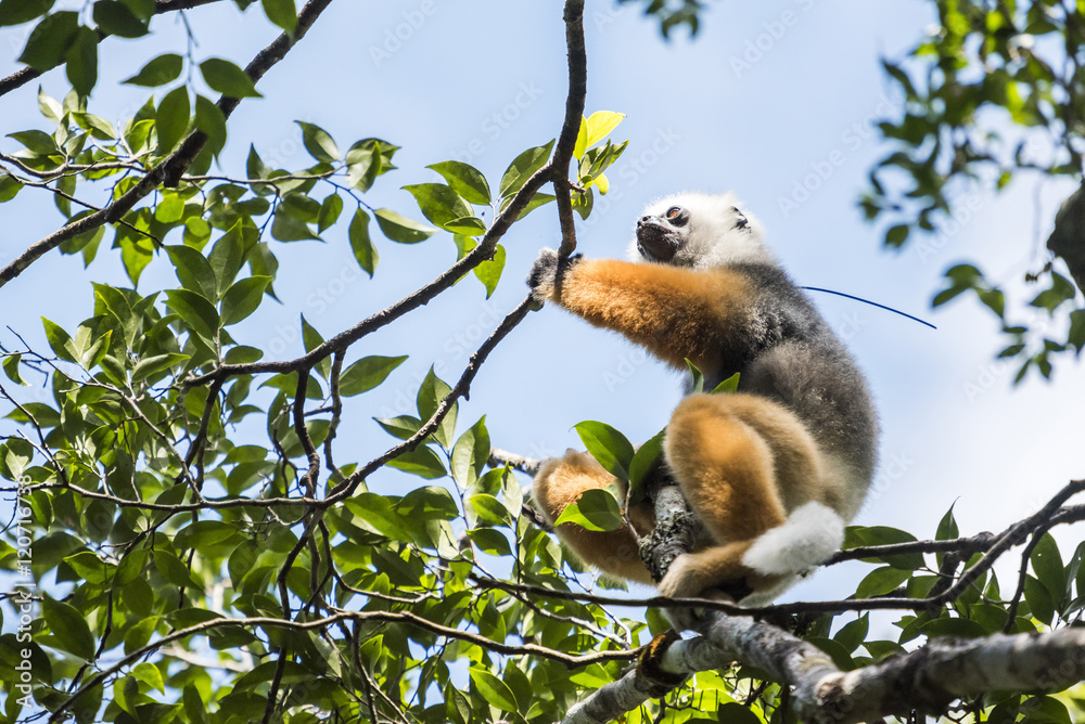 Diademed sifaka (Propithecus diadema), a large lemur in Perinet Reserve ...