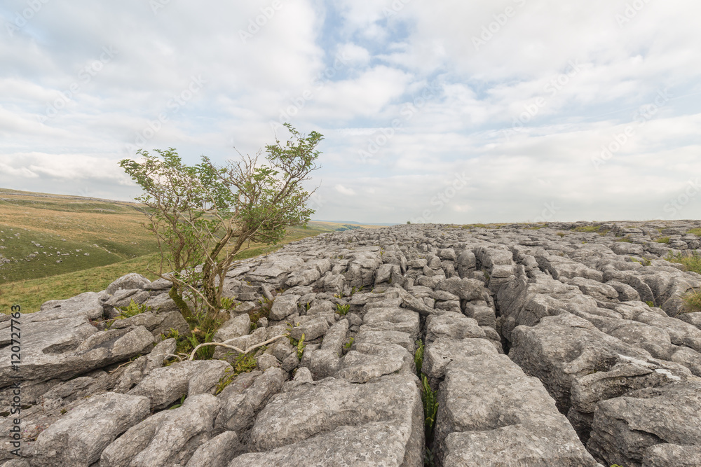 Clints and grykes in limestone pavement at Malham in the Yorkshire ...