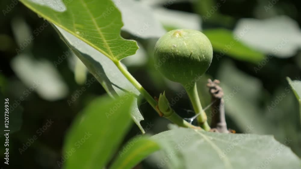 Green Ficus carica plant leaf and product close-up 4K 2160p 30fps ...