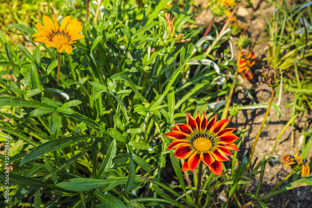 Diversity colorful flowers in the garden Stock Photo | Adobe Stock