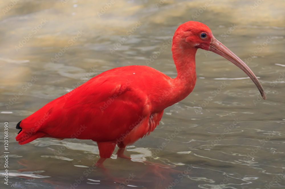 Scarlet Ibis. Red bird. Wading bird in water. Stock Photo | Adobe Stock