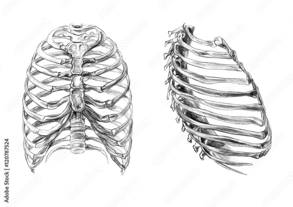 Hand drawn medical illustration drawing with imitation of lithography ...