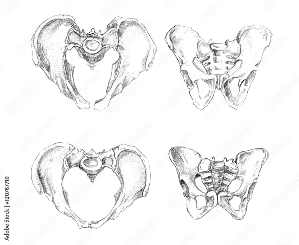 Poster Hand drawn medical illustration drawing with imitation of ...