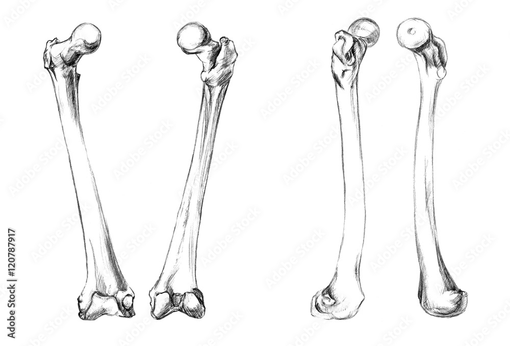 Poster Hand drawn medical illustration drawing with imitation of ...