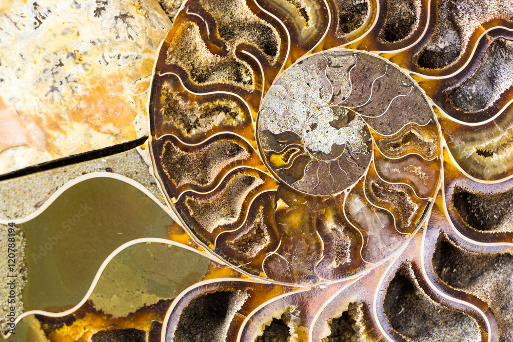 Spiral Ammonite fossil closeup background Stock Photo | Adobe Stock