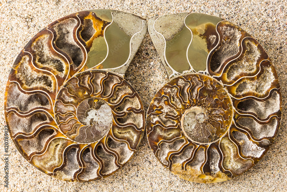 Spiral Ammonite fossil on sand closeup background Stock Photo | Adobe Stock