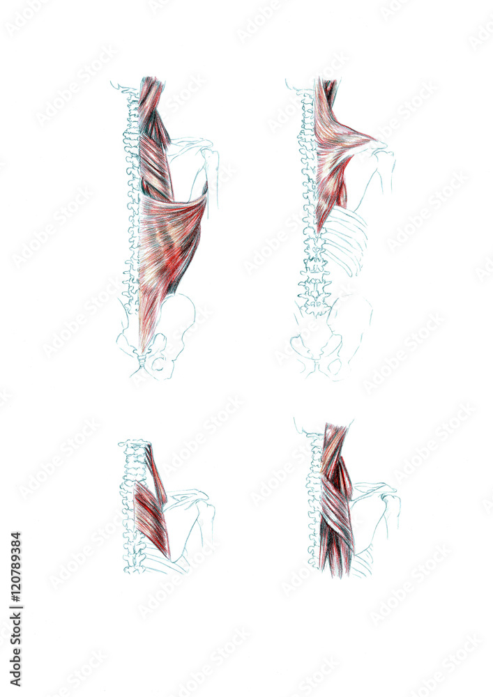 Hand drawn medical illustration drawing with imitation of lithography ...